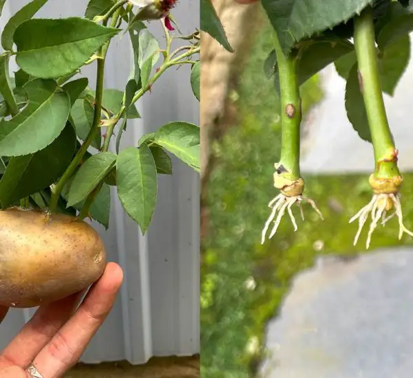 Exploring Rose Propagation: Surprising Methods You Should Know – Garden ...