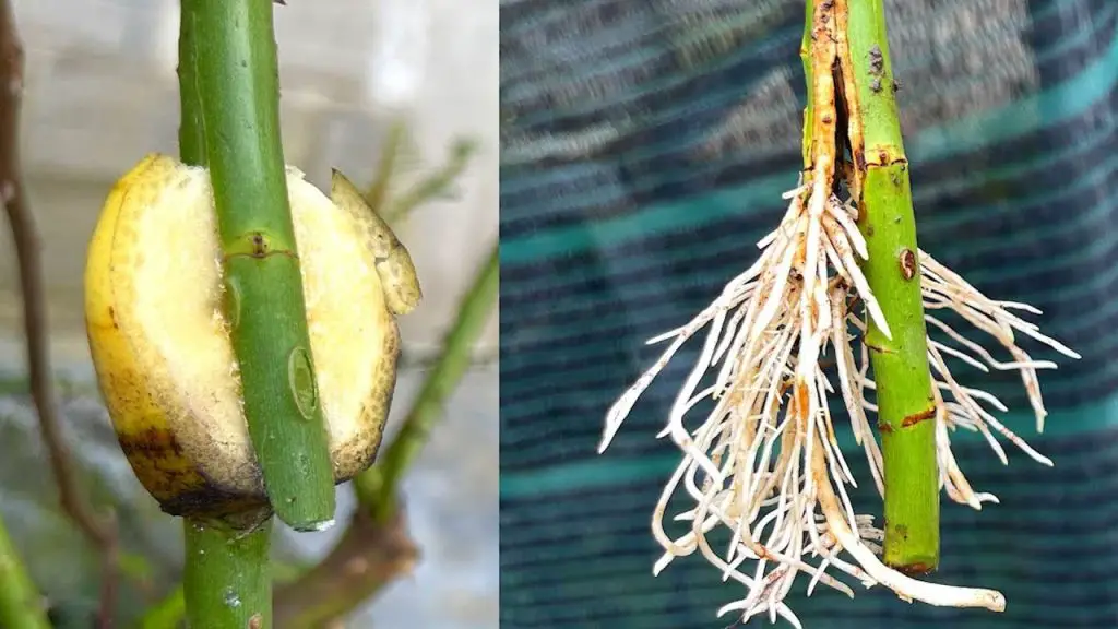 Exploring Rose Propagation: Surprising Methods You Should Know – Garden ...