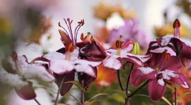 Does the Lily Fear Frost? How to Maintain the Royal Flower in Winter ...