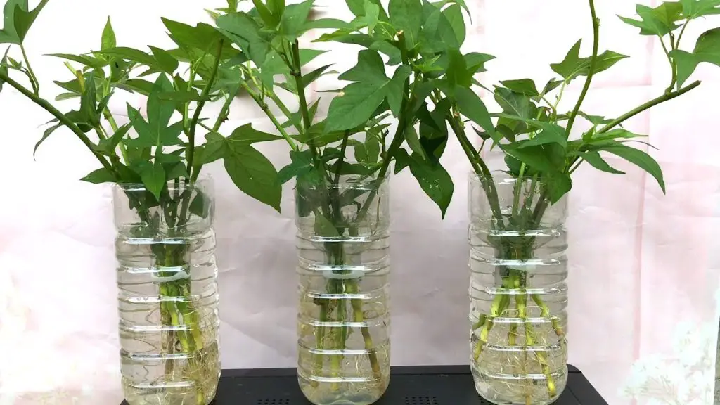 Innovative Gardening: Growing Hydroponic Vegetables with Recycled ...