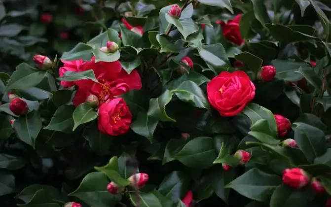 Top Plants for a Colorful Garden During the Cold Season – Garden Green ...