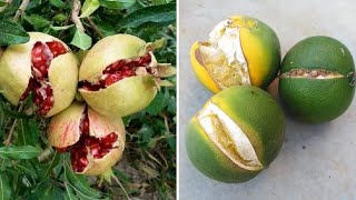 The Main Reason for Cracking Pomegranate Fruits – Garden Green Insights