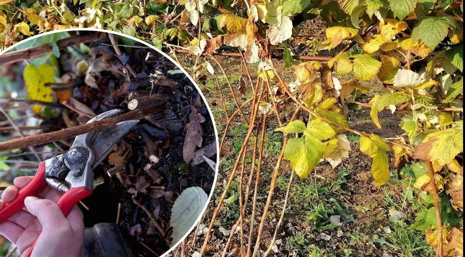 Preparing Raspberries for Winter: Essential Steps for a Bountiful ...