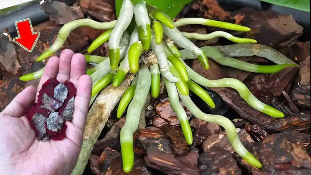 Just One Thin Slice! Flowerless Orchid Explodes With Thousands of Roots ...