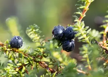Colorful Garden: Top 8 Best Black Berry Trees and Shrubs That Birds ...