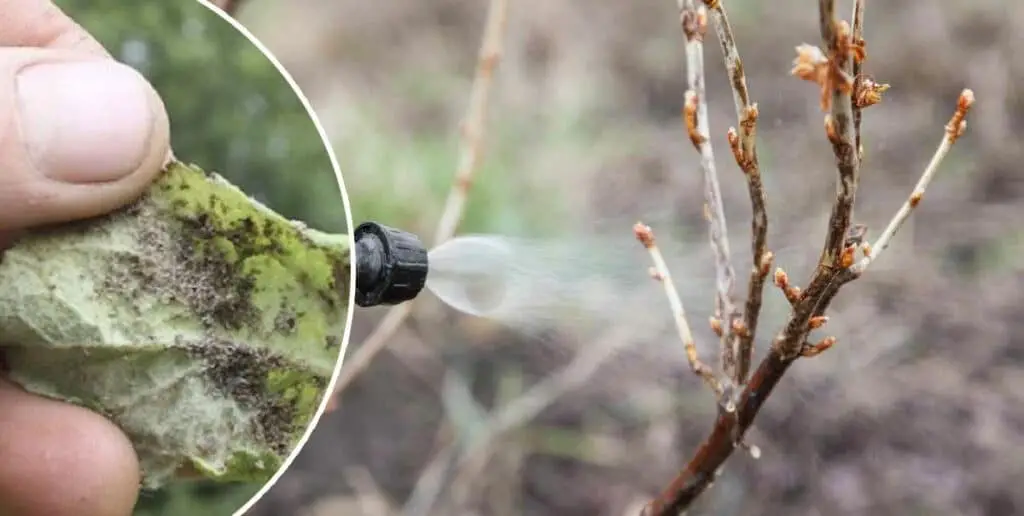 Forget About Pests: How to Effectively Spray Trees for Aphids in Early ...