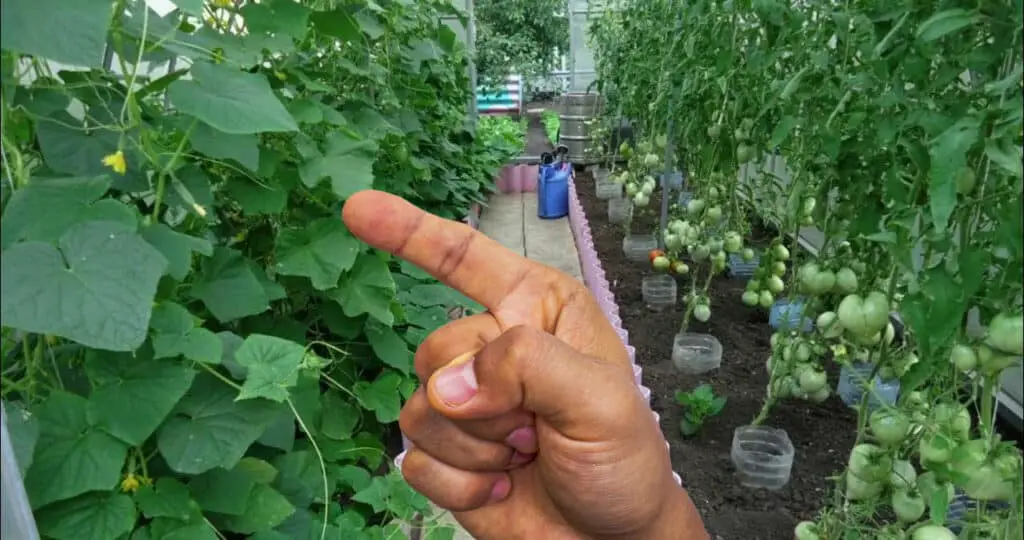 Plants to Avoid Planting Near Tomatoes to Protect Your Crop – Garden ...