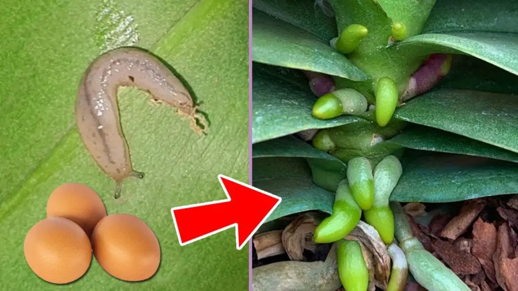 Effective Snail Control for Orchids: The Eggshell Method – Garden Green ...