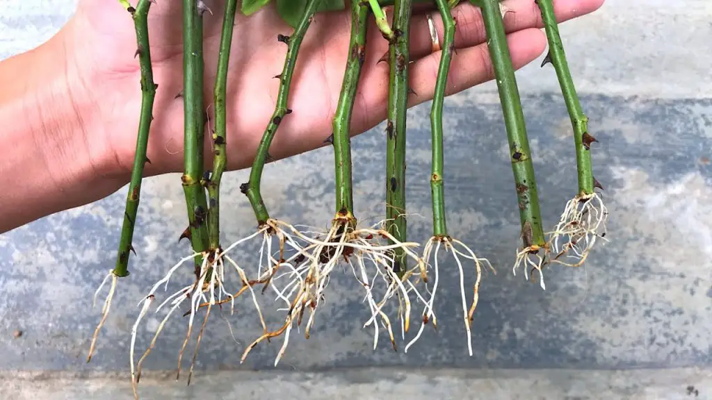 How to Multiply Roses by Rooting: A Comprehensive Guide for Your Rose ...