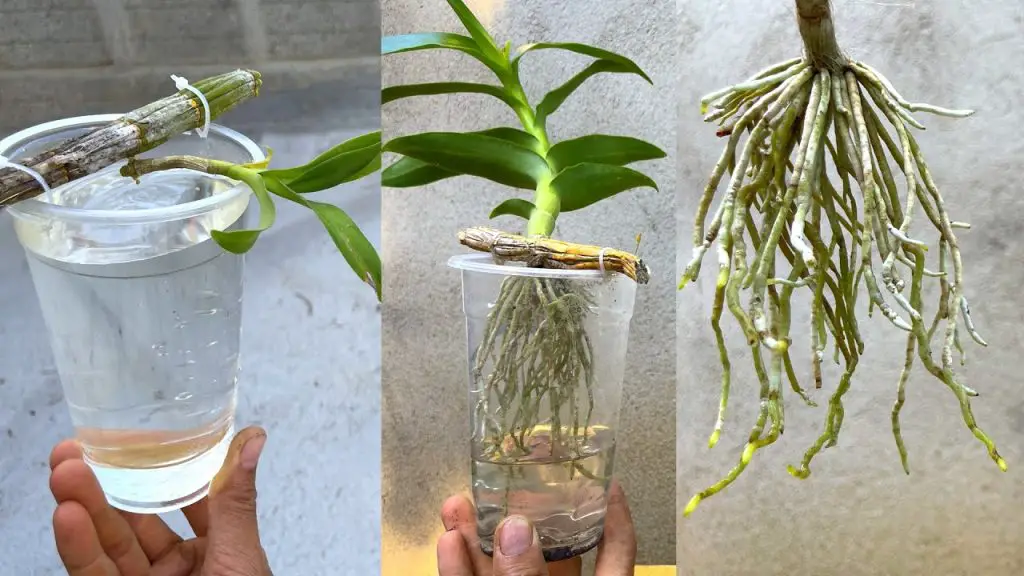Stimulating Orchid Roots with Water: Growing Orchids on Water Leads to ...