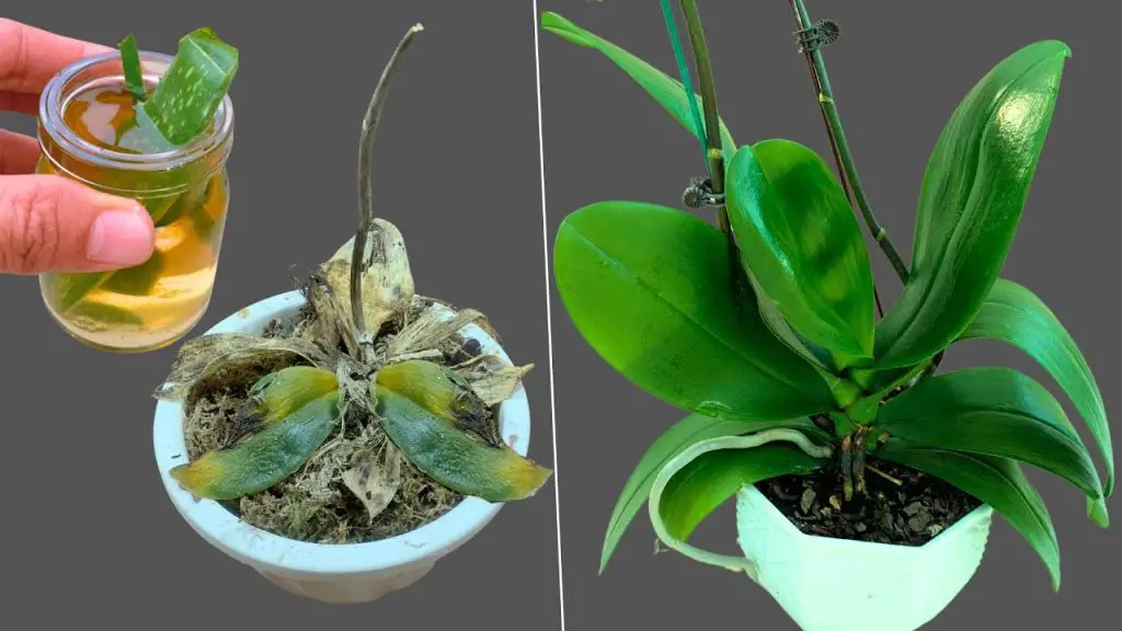 Reviving Orchids: 5 Simple Tips to Combat Leaf Rot – Garden Green Insights