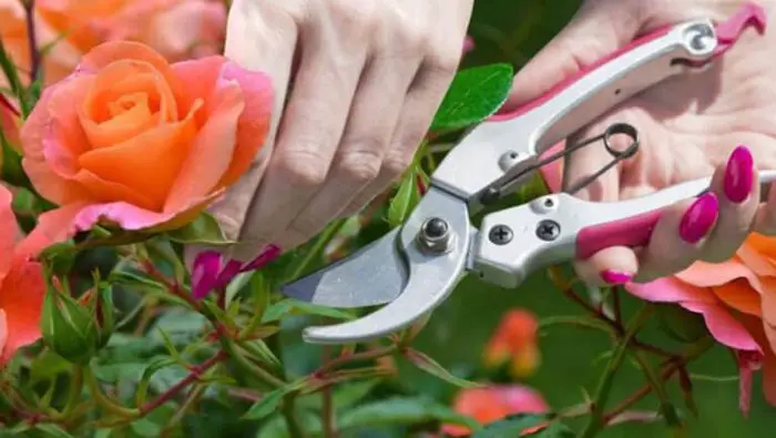 Properly Pruning Roses After Blooming: Essential Tips – Garden Green ...