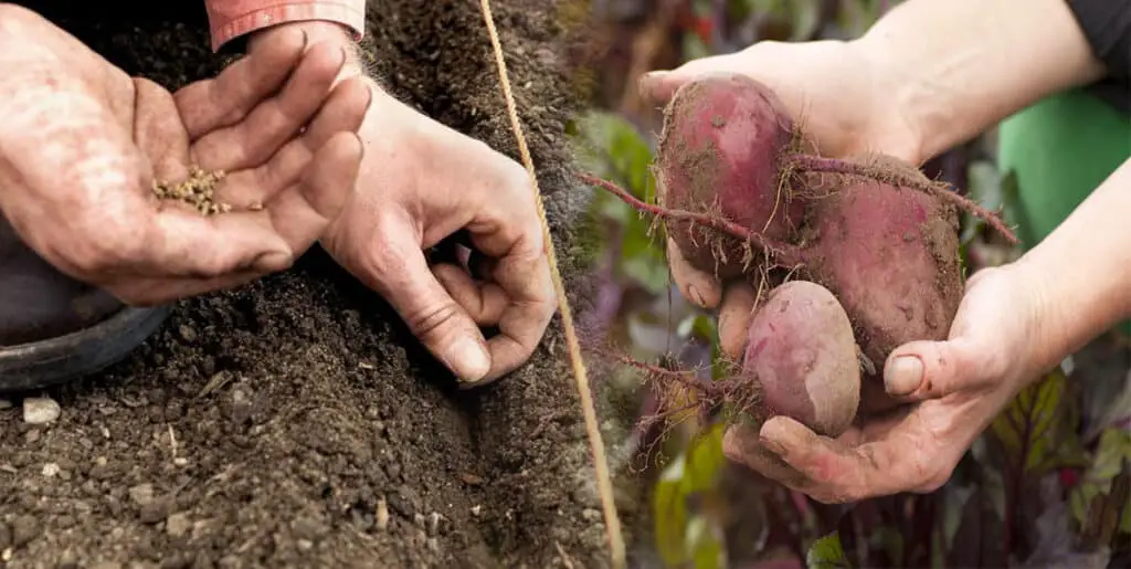 5 Main Secrets of Growing Beets: From Sowing to Harvesting – Garden ...