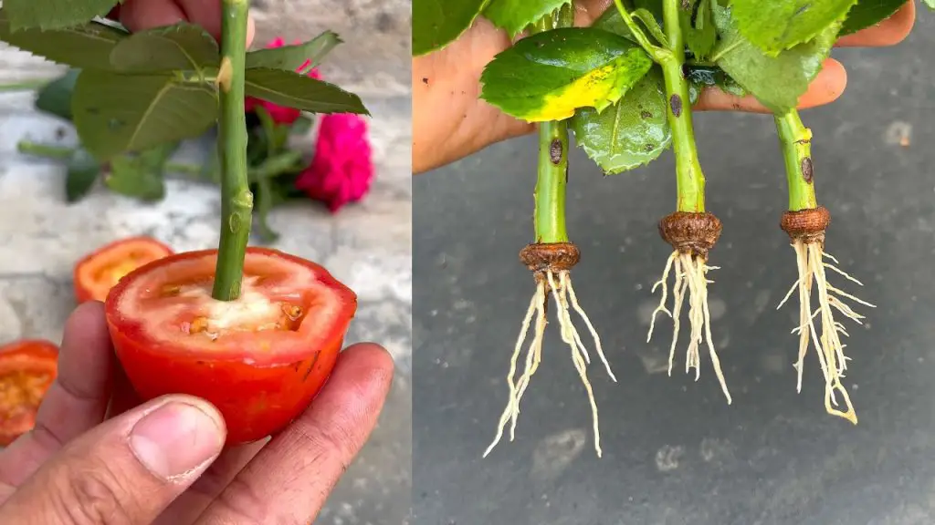 Discover an Innovative Way to Propagate Roses: The Surprising Benefits ...
