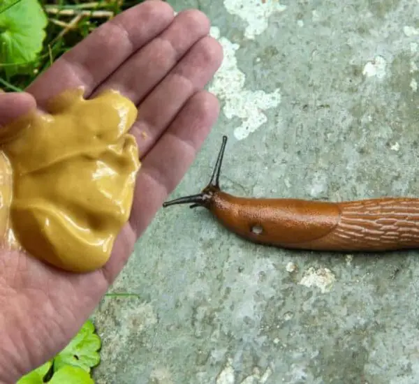 Pour a spoon into the root, both roots and flowers bloom non-stop ...