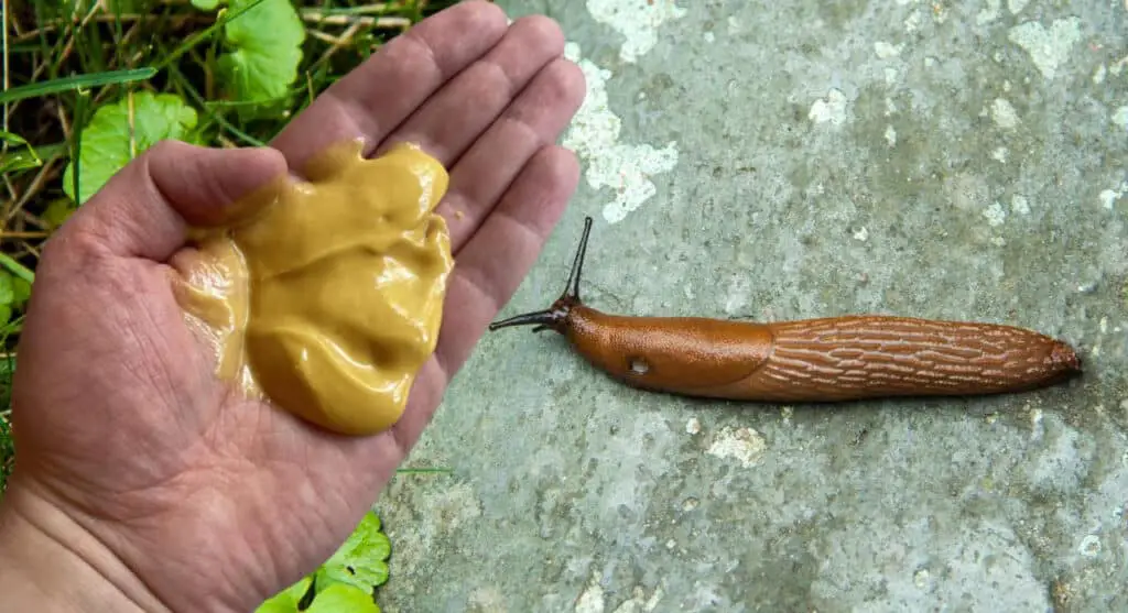 Fighting Slugs in the Garden and Vegetable Garden: Effective Methods to ...