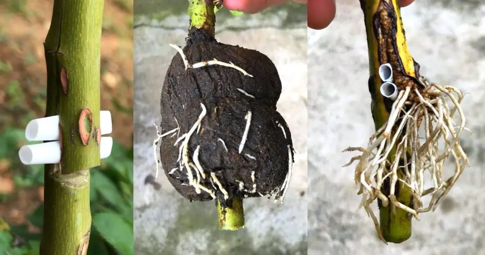 Propagating Roses in a New Way | How to Make a Rose Root – Garden Green ...