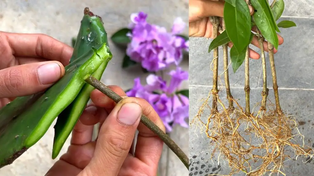 How to Propagate Garlic Orchid by Cuttings: A Guide to Growing Purple ...