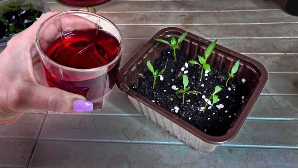 10 Rules for Effective Growing of Strong Seedlings for a Rich Harvest ...