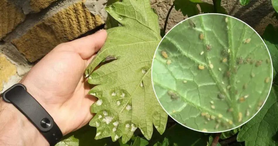 How to Protect Grapes from Aphids: Practical Tips to Safeguard Your ...