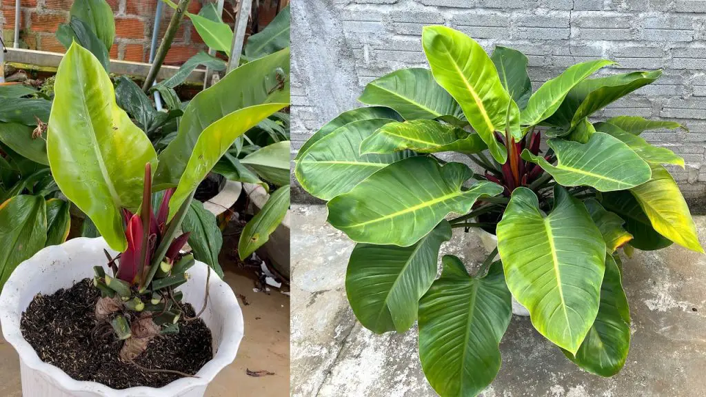 Root Renewal: Reviving Trees with a Bold Application of Toothpaste ...