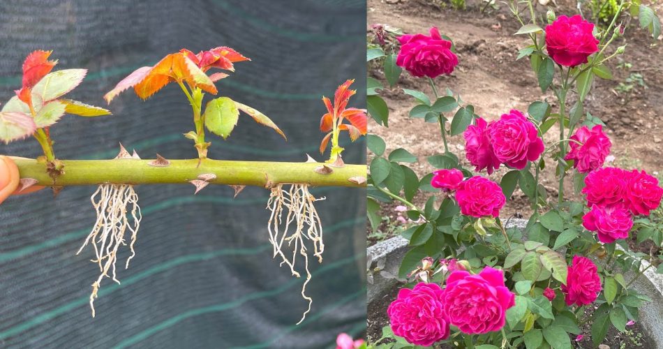 Planting Rose Branches: A Guide to Growing Roses from Cuttings – Garden ...