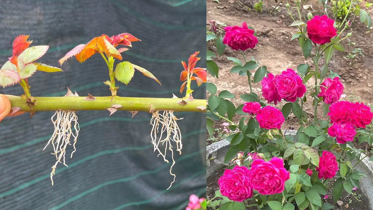 Planting Rose Branches: A Guide to Growing Roses from Cuttings – Garden ...