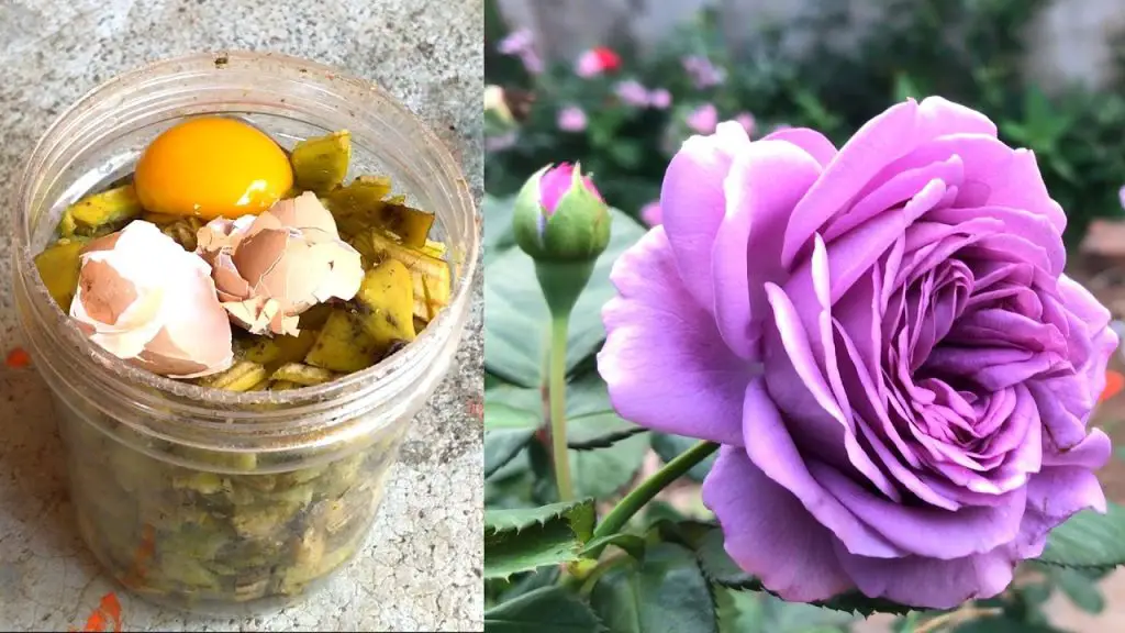 Make Compost for Flowers from Banana Peels and Eggs: A Simple Guide to ...