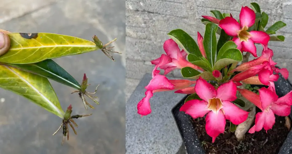 Unlocking the Beauty: Propagating Adenium Obesum Flowers from Leaves ...
