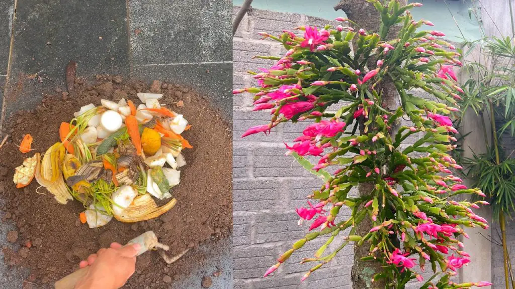 Benefits of Using Fruits and Vegetable Compost for Christmas Cactus ...