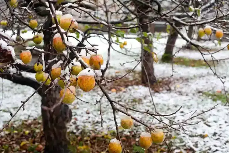 Easy Guide: Preparing Fruit Trees for Winter – Garden Green Insights