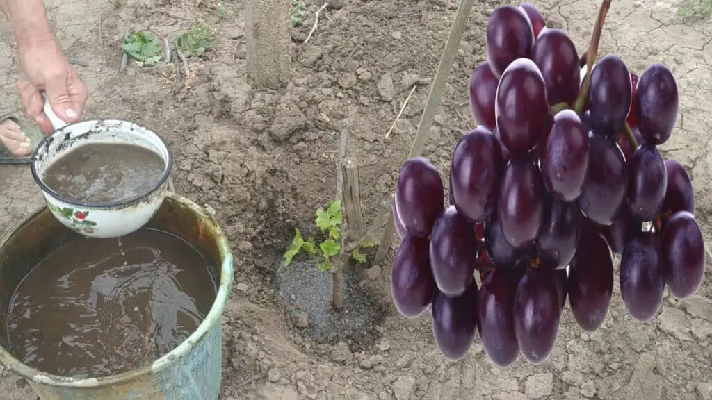 Enhancing Grape Growth in Spring – Garden Green Insights Enhancing Grape Growth in Spring – Garden Green Insights