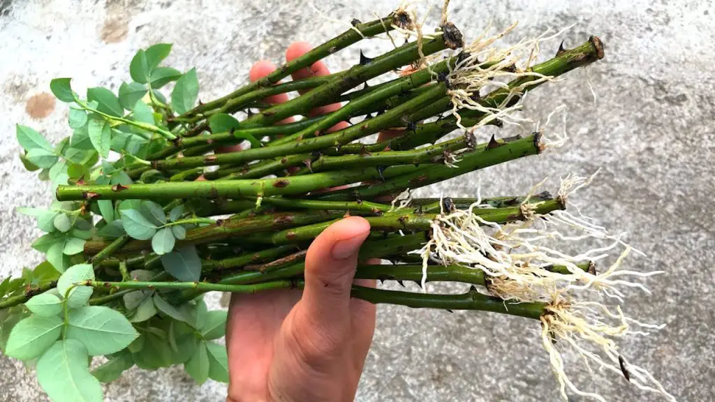 Propagation of Rose Branches in the Sand: How to Plant Roses with Many ...