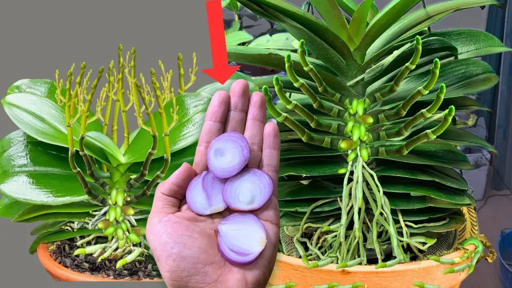 Unveiling the Secret: Boost Orchid Blooms with Onion and Rice Elixir ...