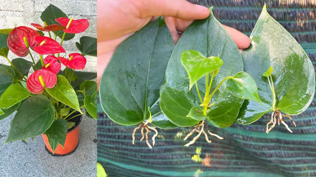 Anthurium Plant Care: Essential Tips for Thriving Blooms and Vibrant ...