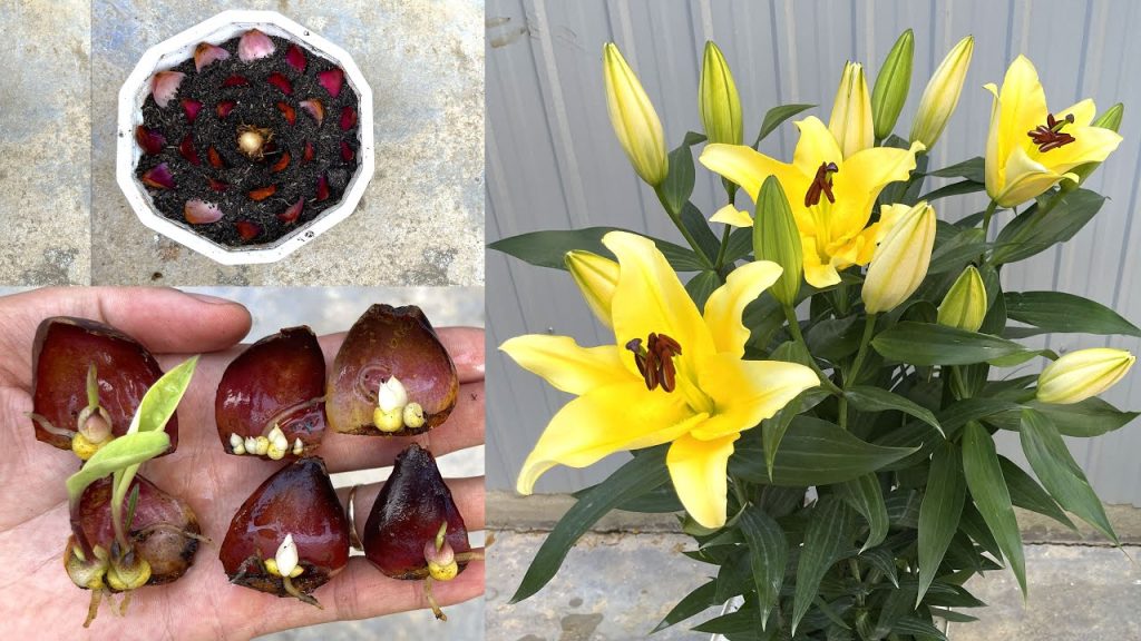 Try to Propagate Lily by Tubers | How to Propagate Lily at Home ...