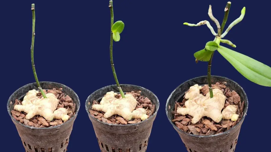 Just a Branch of Ginger: Propagating Orchids at Home Is Super Easy for ...