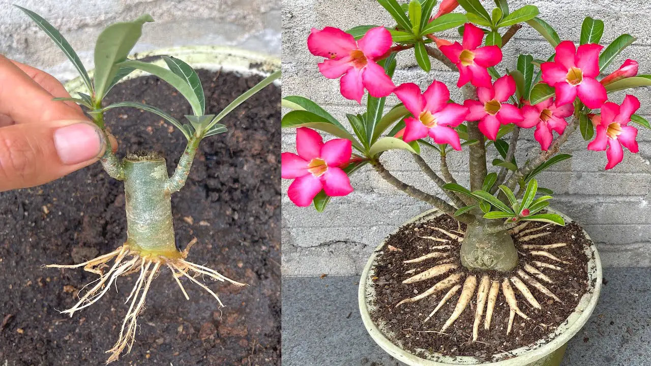 Creating a Stunning Adenium Bonsai with Beautiful Spreading Roots ...
