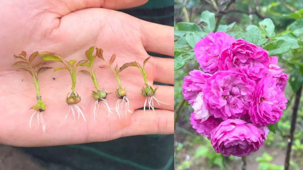 Try Growing Roses: How to Grow Roses from Seeds – Garden Green Insights