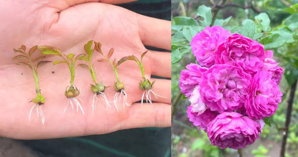 Try Growing Roses: How to Grow Roses from Seeds – Garden Green Insights
