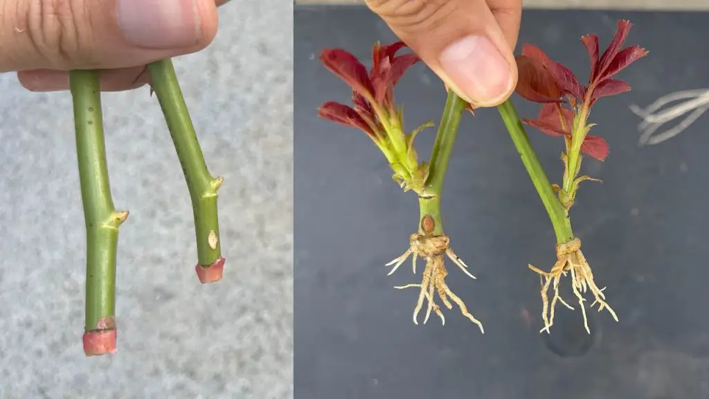 How to Take Rose Cuttings That Few People Know – Garden Green Insights
