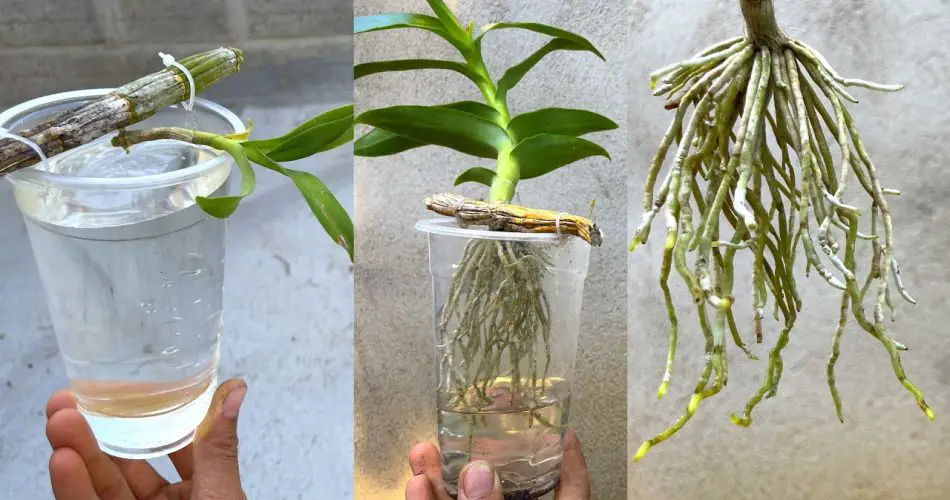 Stimulating Orchid Roots with Water: How Growing Orchids in Water Can ...