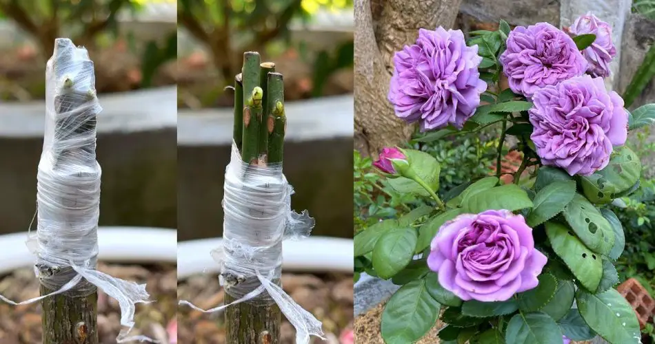 How to Graft Many Rose Branches on 1 Tree: A Comprehensive Guide to ...