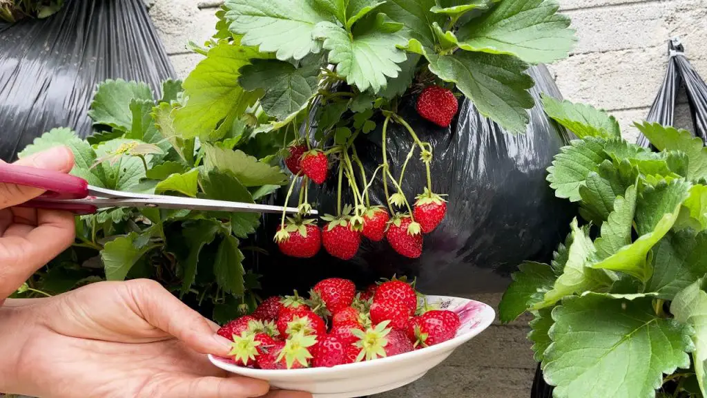 Make a Bamboo Strawberry Trellis: Harvest Strawberries in Plastic Bags ...