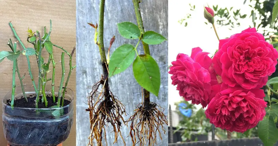 Cut Rose Stems with Coffee Grounds | How to Multiply Roses – Garden ...