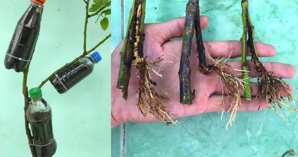 Propagating Roses Using Plastic Bottles: A Simple Guide to Rooting ...