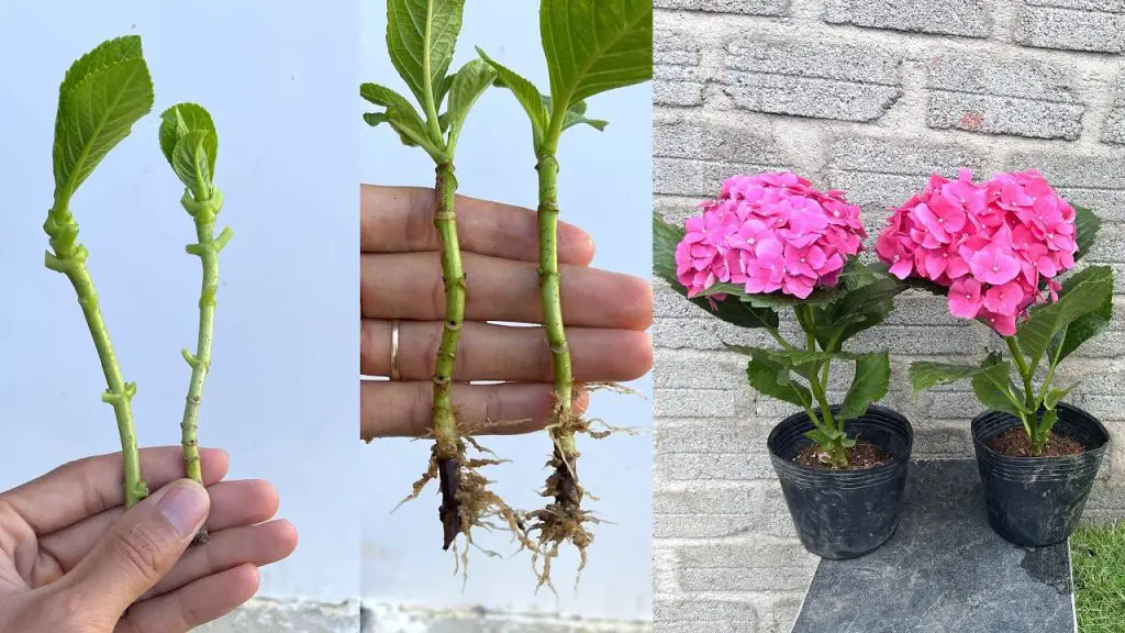 How to Grow Hydrangeas with Branches: A Guide to Cultivating Hydrangea ...