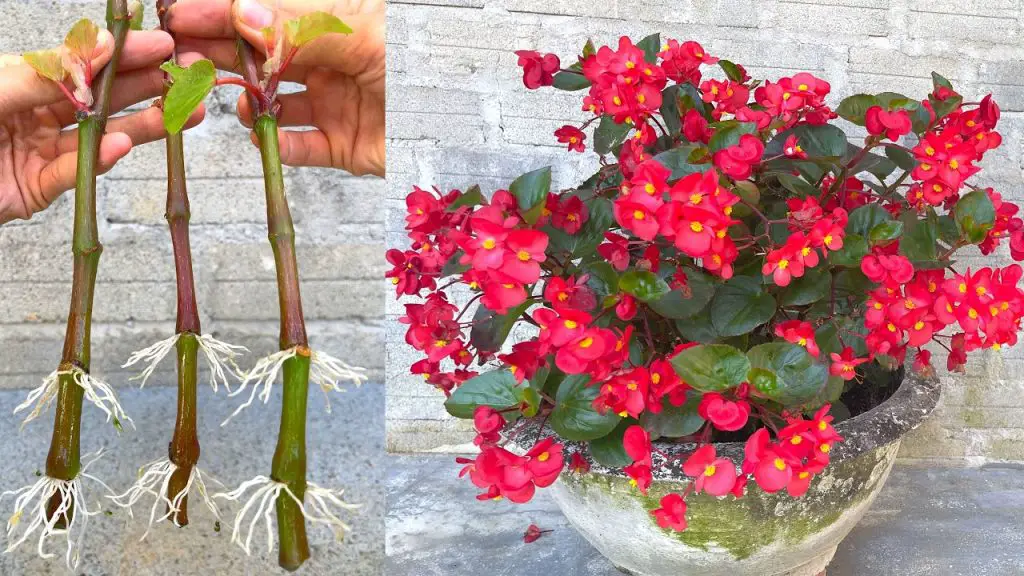 How to Propagate Begonia Branches Using Banana Root: A Simple Guide for ...