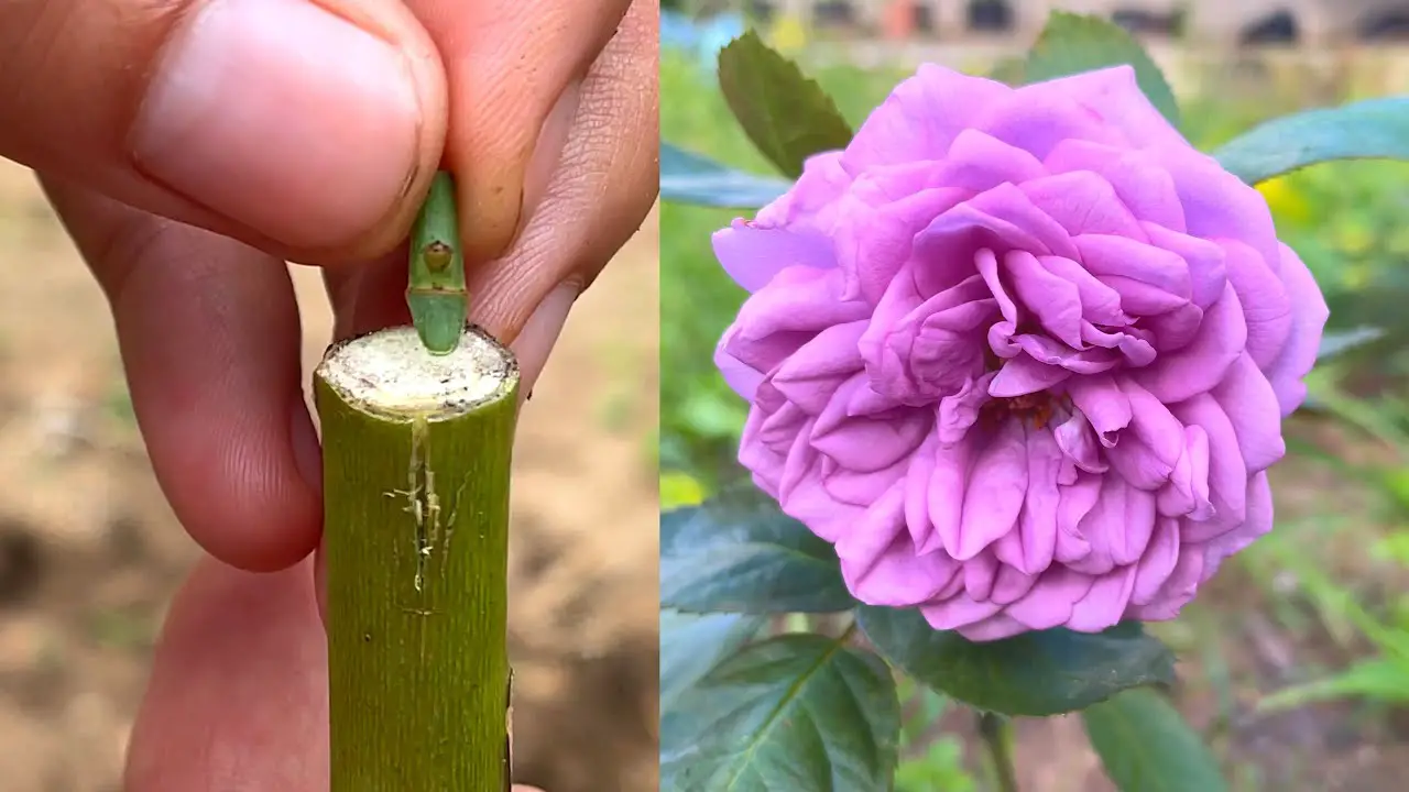 How to Graft Different Roses on 1 Tree: A Step-by-Step Guide to ...