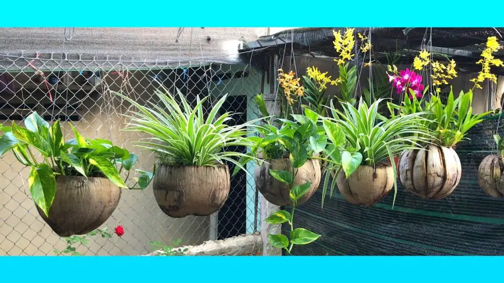 The Flower Pots Made from Extremely Beautiful Dried Coconut: A Unique ...